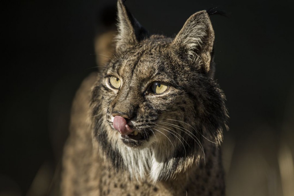 On the Trail of Iberian Lynx | Fixation
